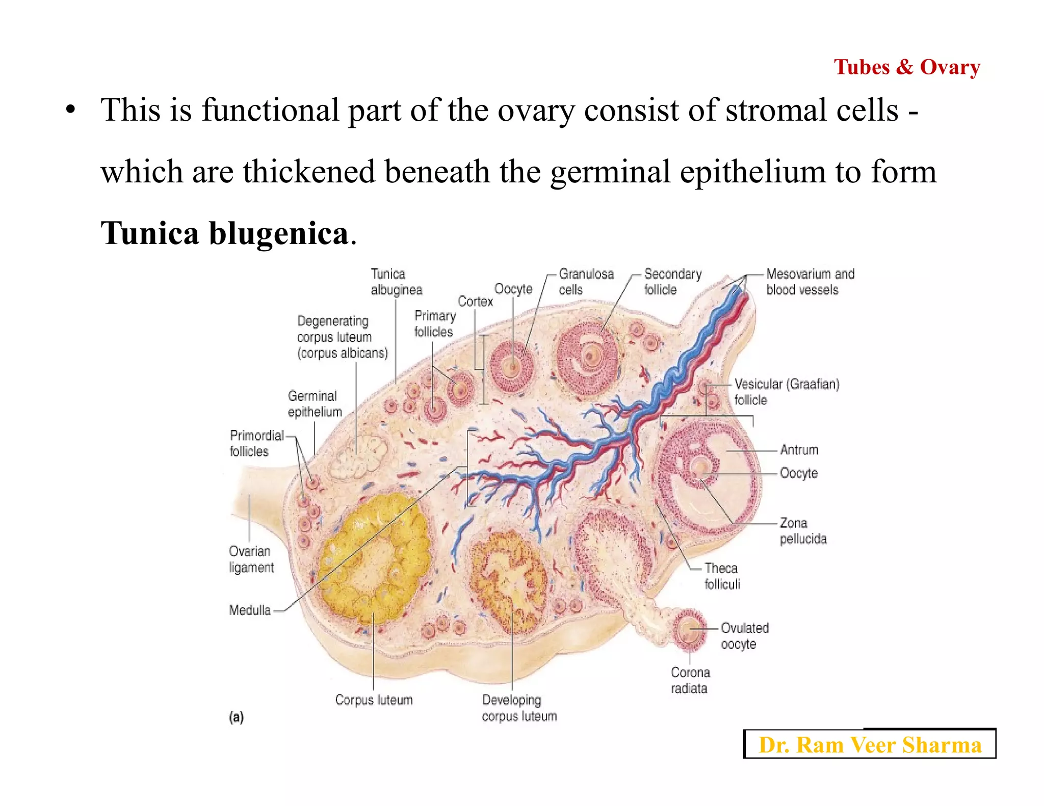 2.5 - Tube & Ovary PDF.pdf