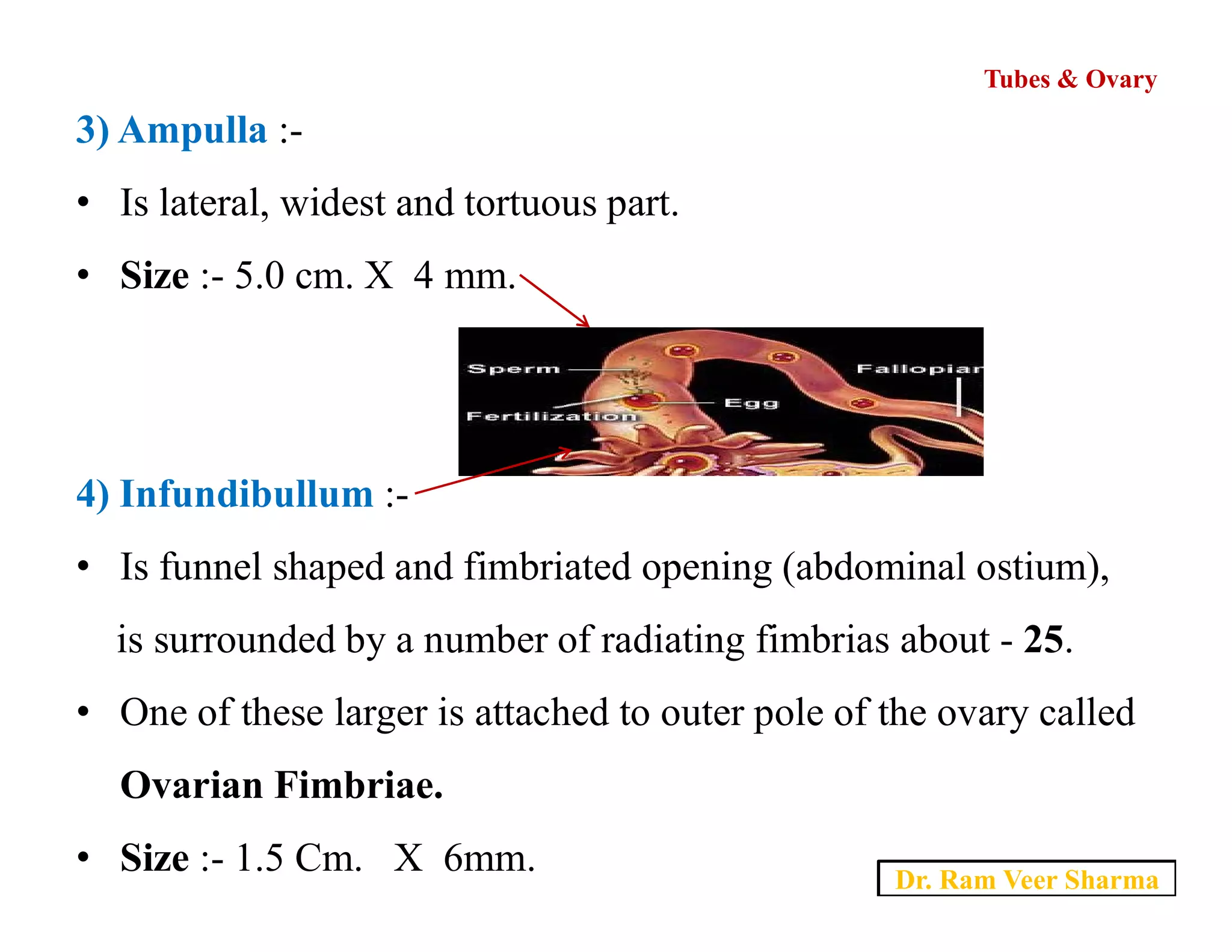 2.5 - Tube & Ovary PDF.pdf