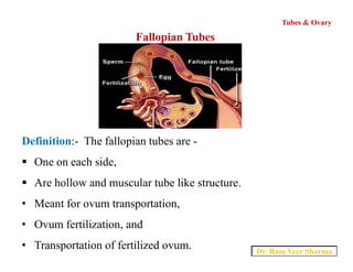 2.5 - Tube & Ovary PDF.pdf