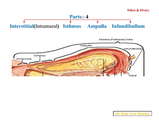 2.5 - Tube & Ovary PDF.pdf