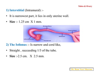 2.5 - Tube & Ovary PDF.pdf