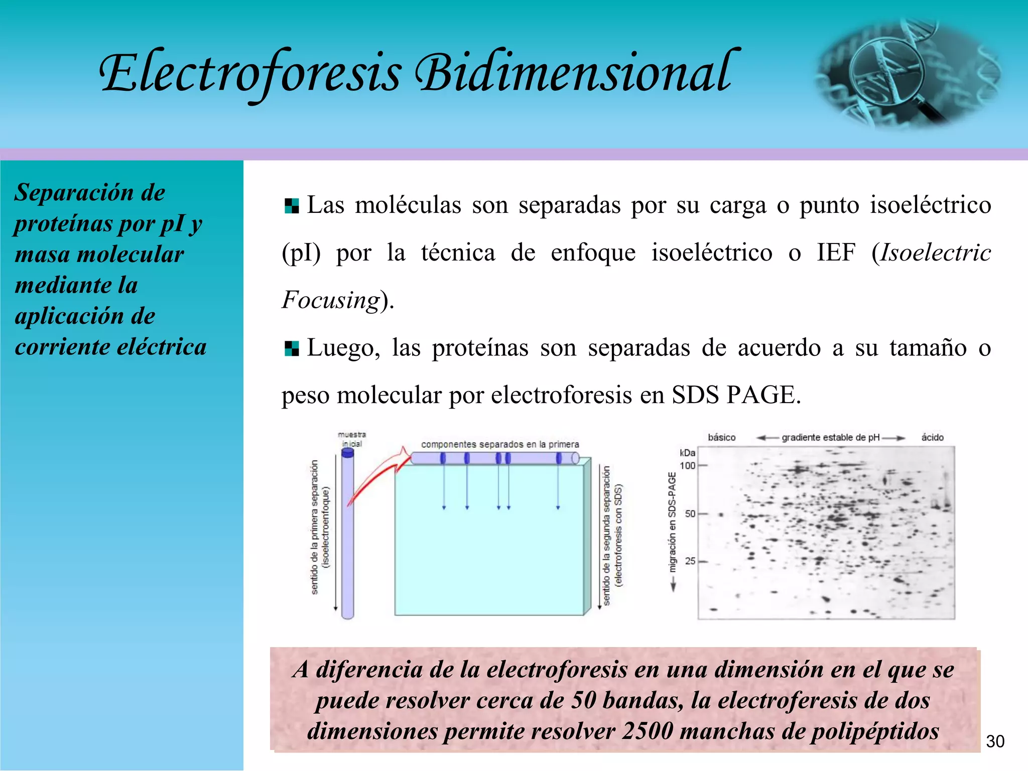 Electroforesis | PDF