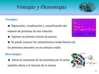 Electroforesis | PDF