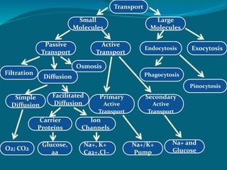 Active Transport Concept Map