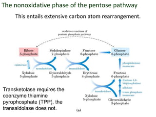 2.2 pentose and uronic pathway.pptx