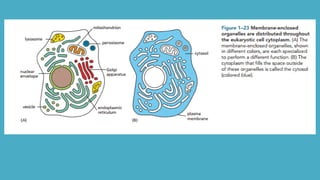 2. TEKNIK MEMPELAJARI SEL.pdf