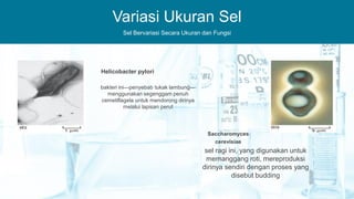 2. TEKNIK MEMPELAJARI SEL.pdf