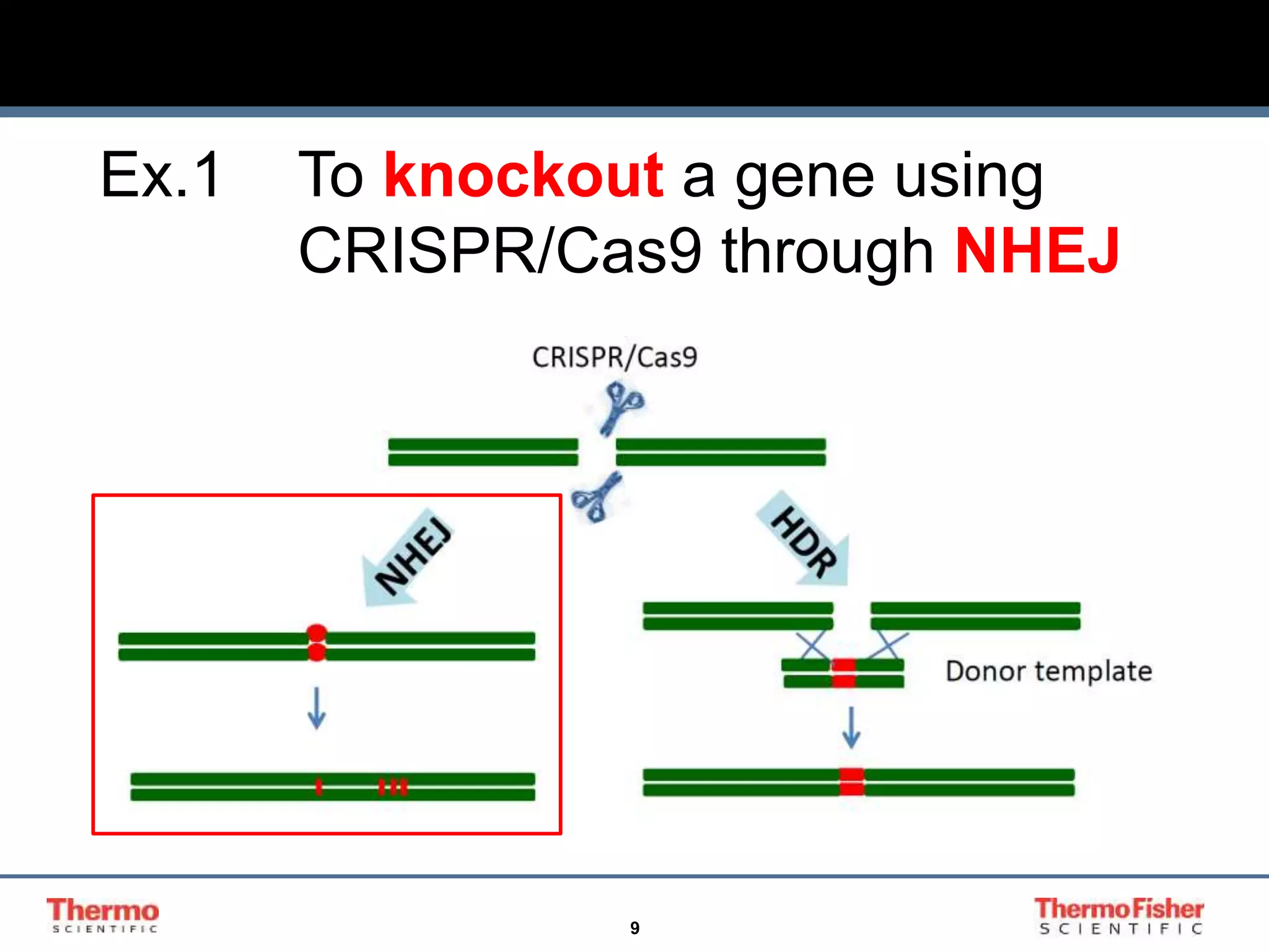 2.CRISPR .pptx