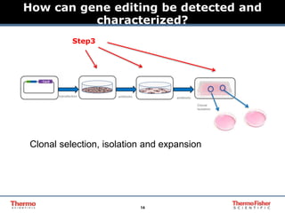 2.CRISPR .pptx
