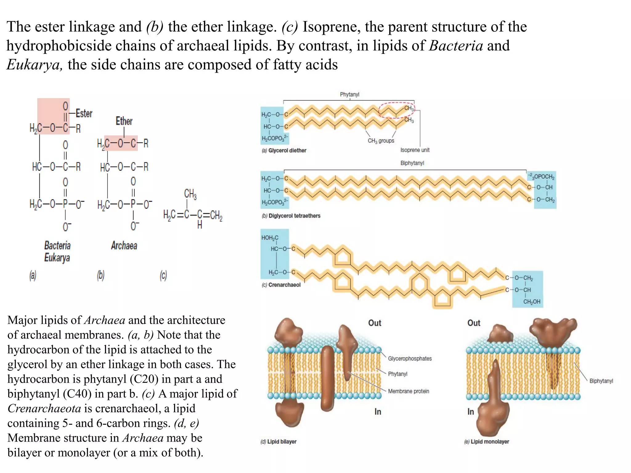 2.-Cell-envelope.pdf