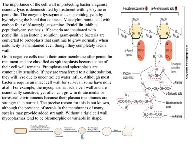 2.-Cell-envelope.pdf