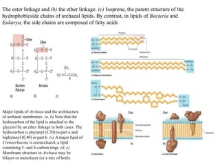 2.-Cell-envelope.pdf