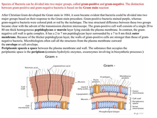 2.-Cell-envelope.pdf