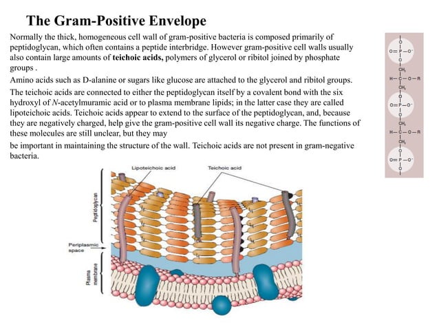 2.-Cell-envelope.pdf