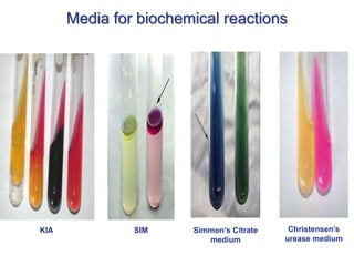 2. Bacteriological culture media and cultivation of bacteria.pptx