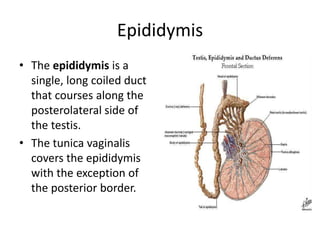 2. Anatomy-1.pptx