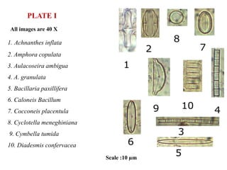 Distribution and Ecology of Diatoms | PPT