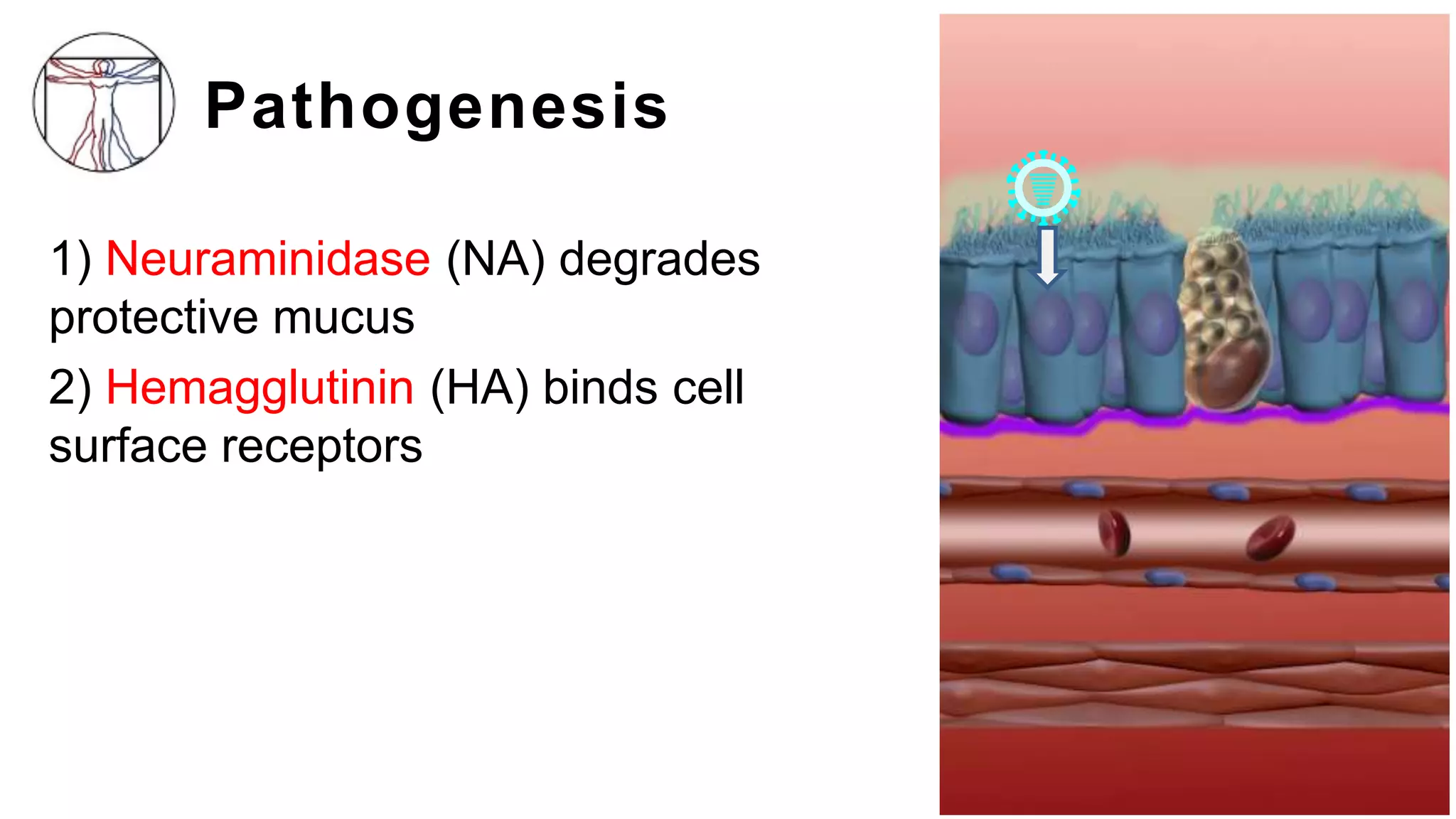 2. Influenza - Pathogenesis and Clinical manifestations.pptx