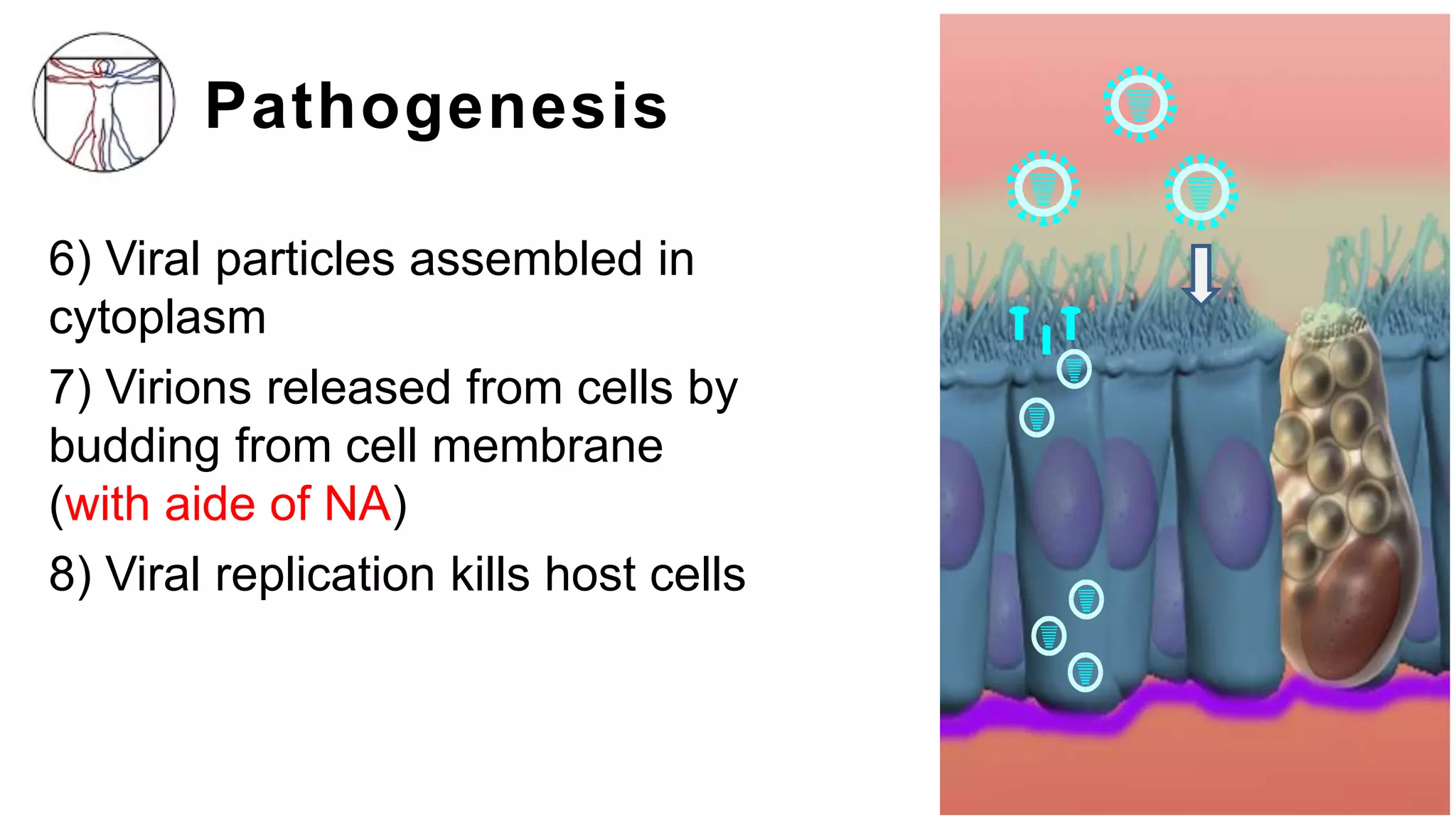 2. Influenza - Pathogenesis and Clinical manifestations.pptx