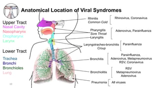 2. Influenza - Pathogenesis and Clinical manifestations.pptx