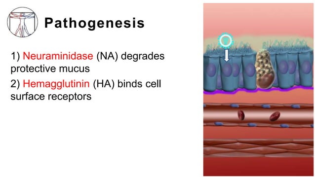 2. Influenza - Pathogenesis and Clinical manifestations.pptx