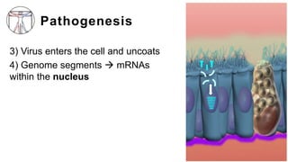2. Influenza - Pathogenesis and Clinical manifestations.pptx