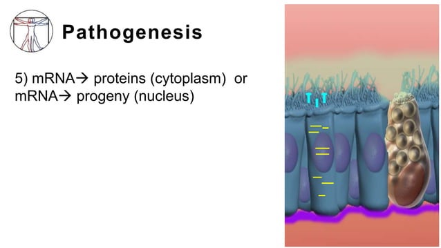 2. Influenza - Pathogenesis and Clinical manifestations.pptx