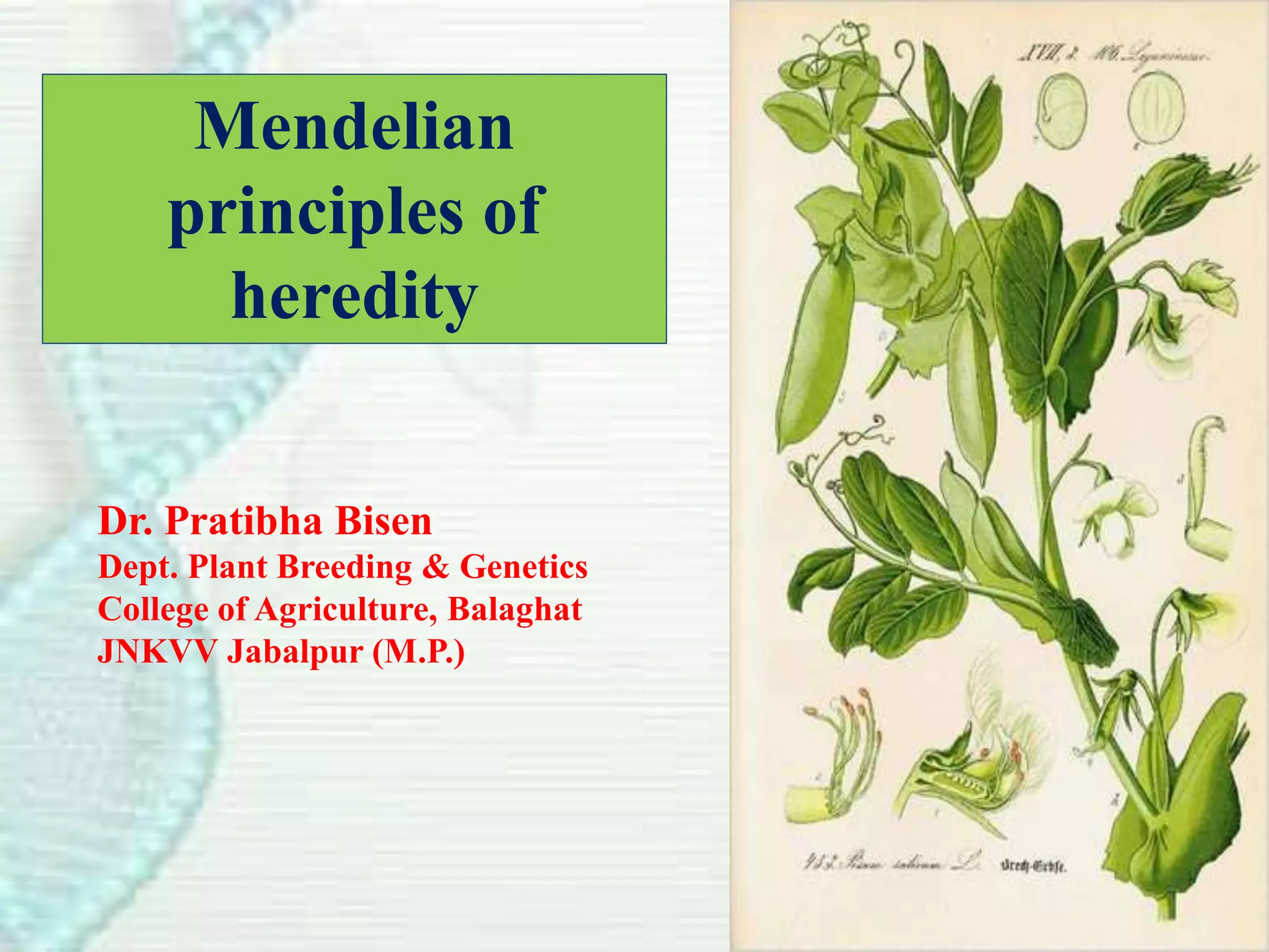 Mendelian inheritance | PDF