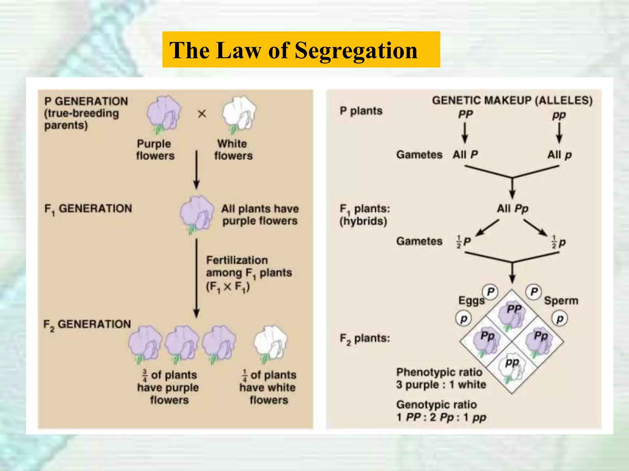 Mendelian inheritance | PDF