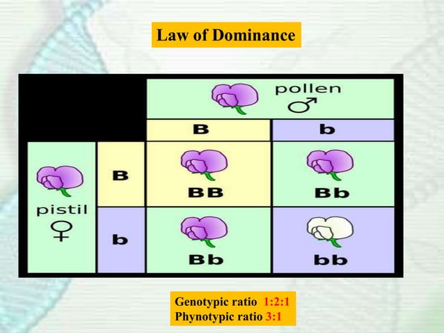 Mendelian inheritance | PDF | Gardening | Home & Garden