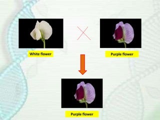 Mendelian inheritance | PDF