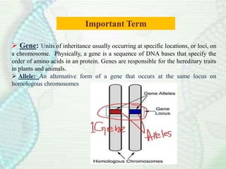 Mendelian inheritance | PDF
