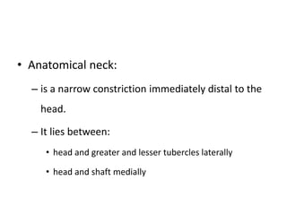 2. upper limb (1).pdf