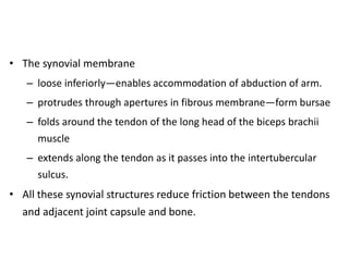 2. upper limb (1).pdf