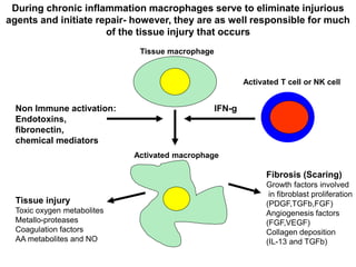 2.Chronic and Granulomatous Inflammation by Dr Mgaya.ppt