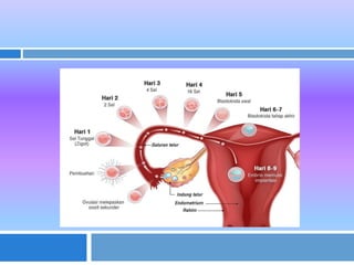 PROSES KEHAMILAN.pptx