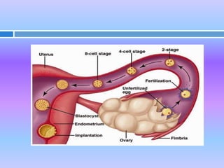 PROSES KEHAMILAN.pptx