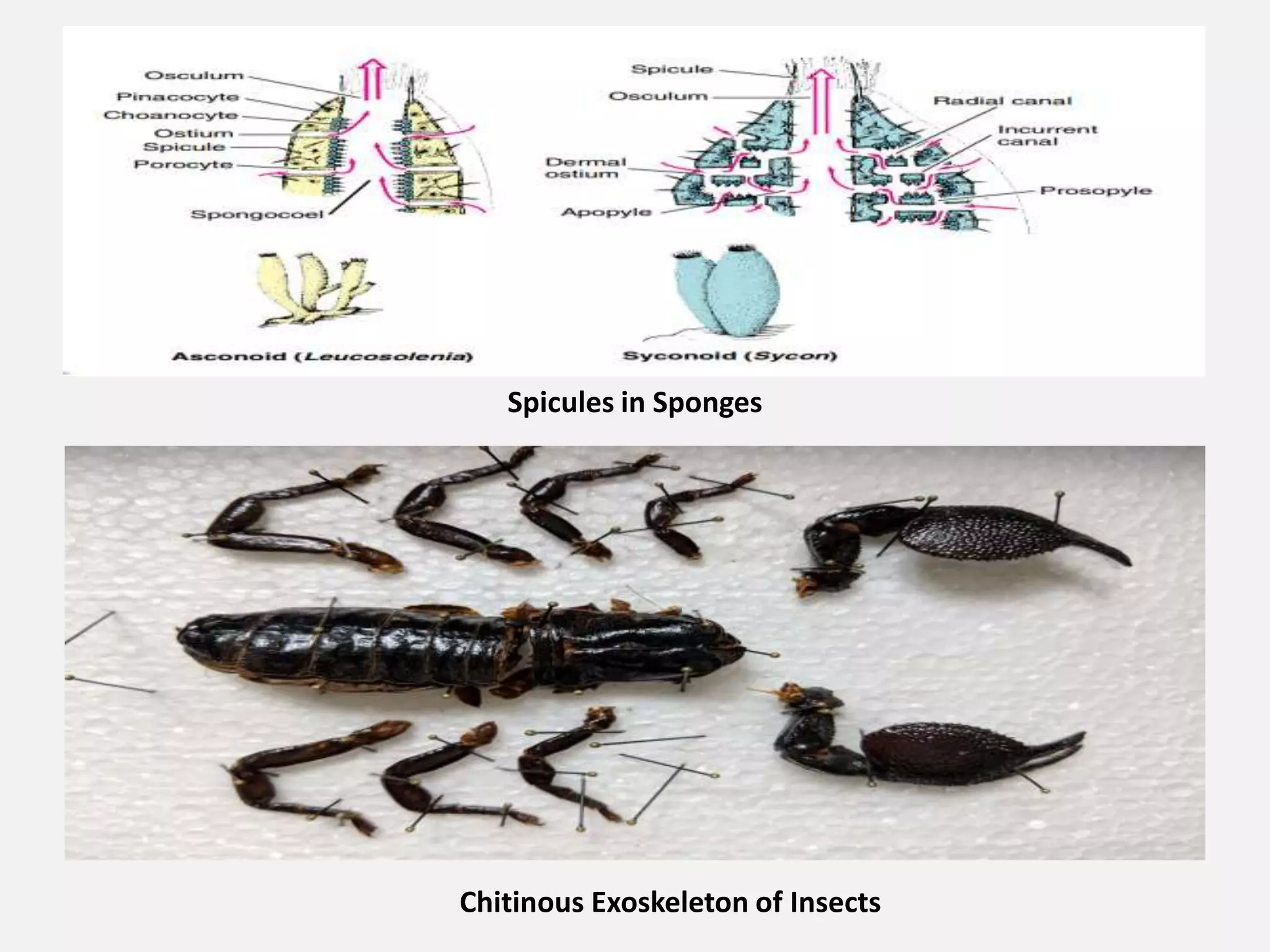 Support and Movement.pptx
