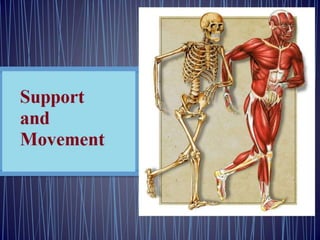 Support and Movement.pptx