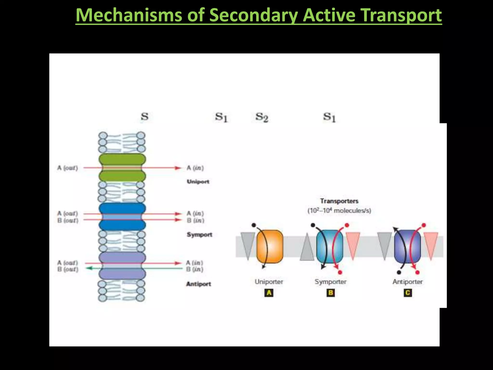 2.5 Co-Transport (1).pptx