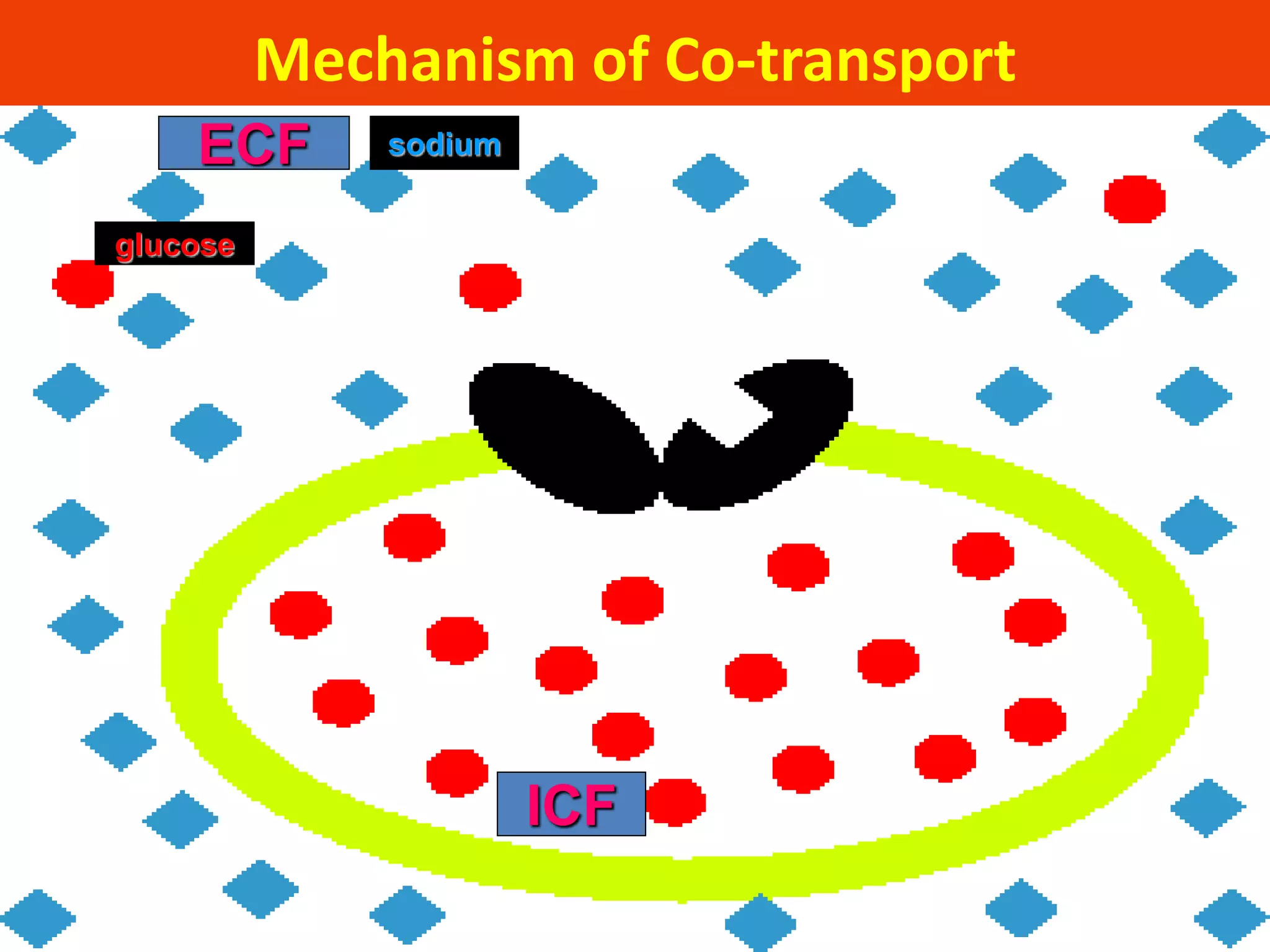 2.5 Co-Transport (1).pptx