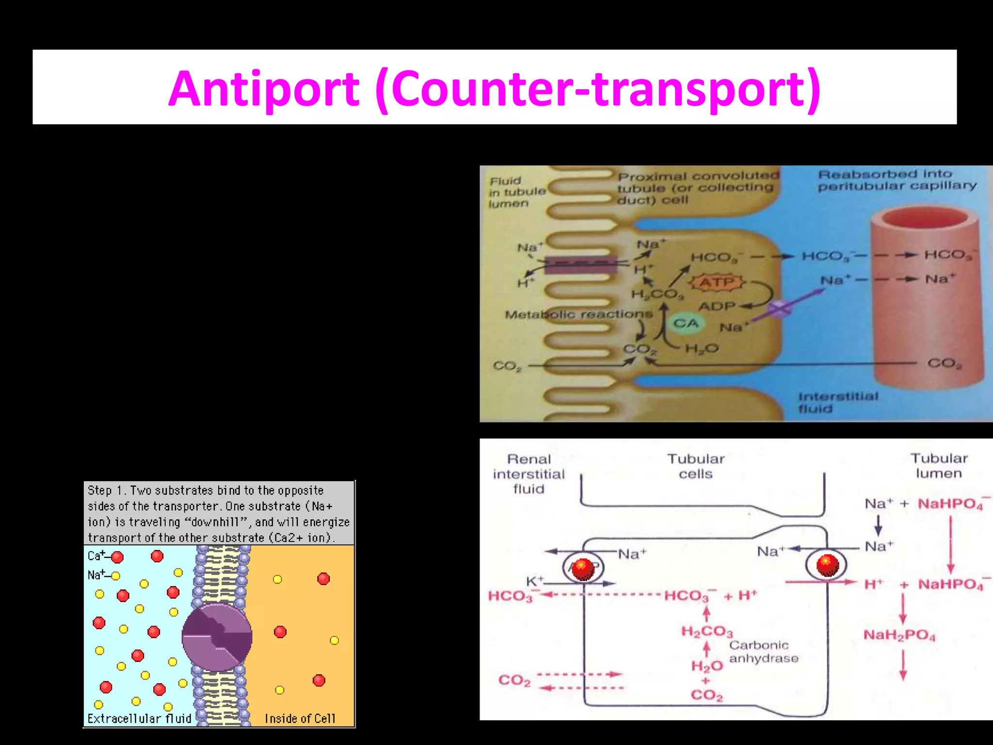 2.5 Co-Transport (1).pptx