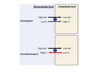2.5 Co-Transport (1).pptx