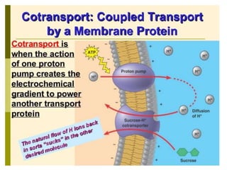 2.5 Co-Transport (1).pptx