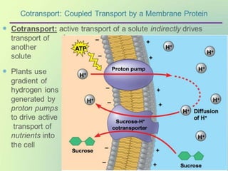 2.5 Co-Transport (1).pptx