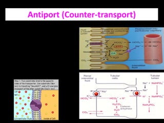 2.5 Co-Transport (1).pptx
