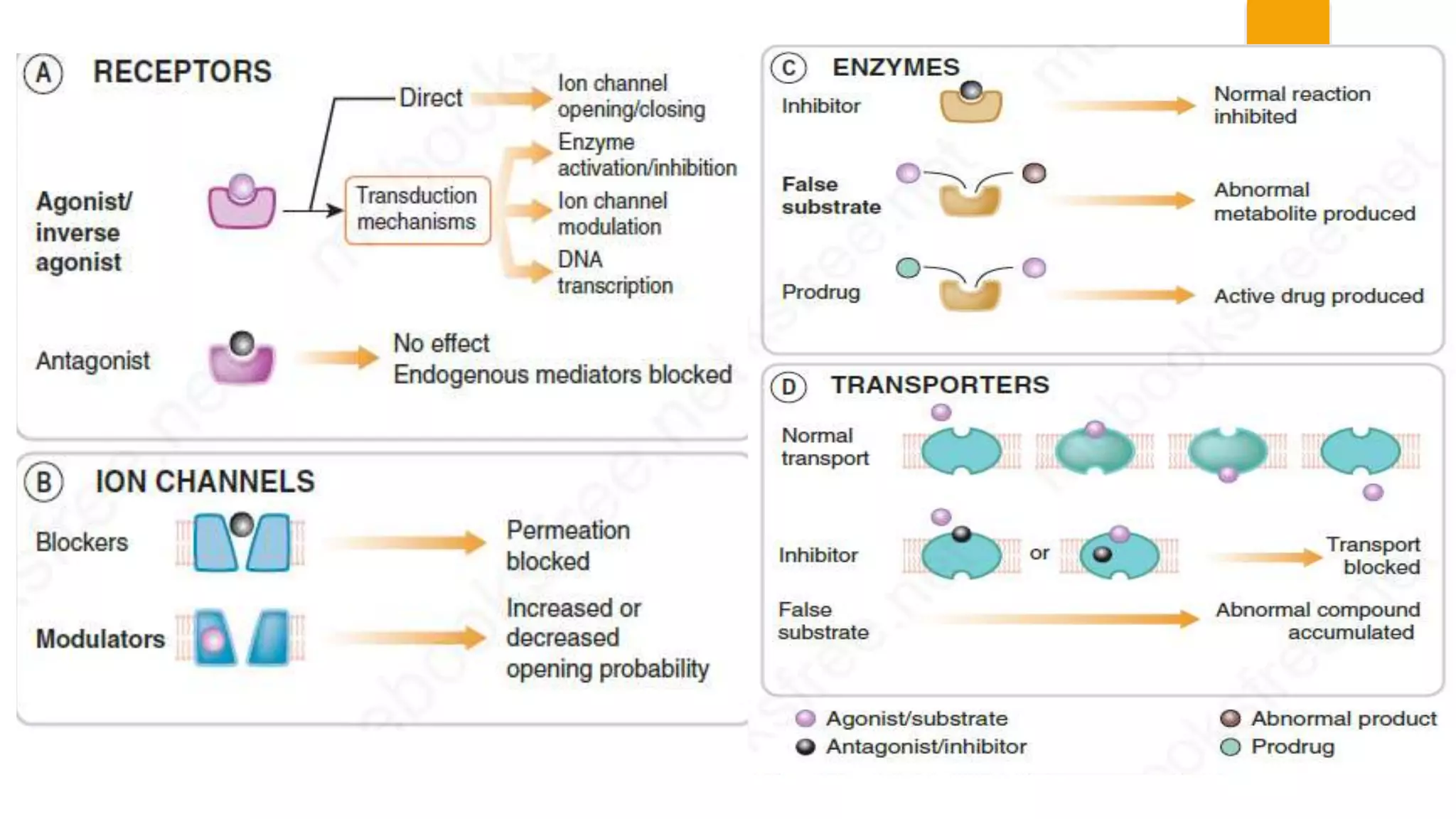 2.DRUG RECEPTORS.pptx