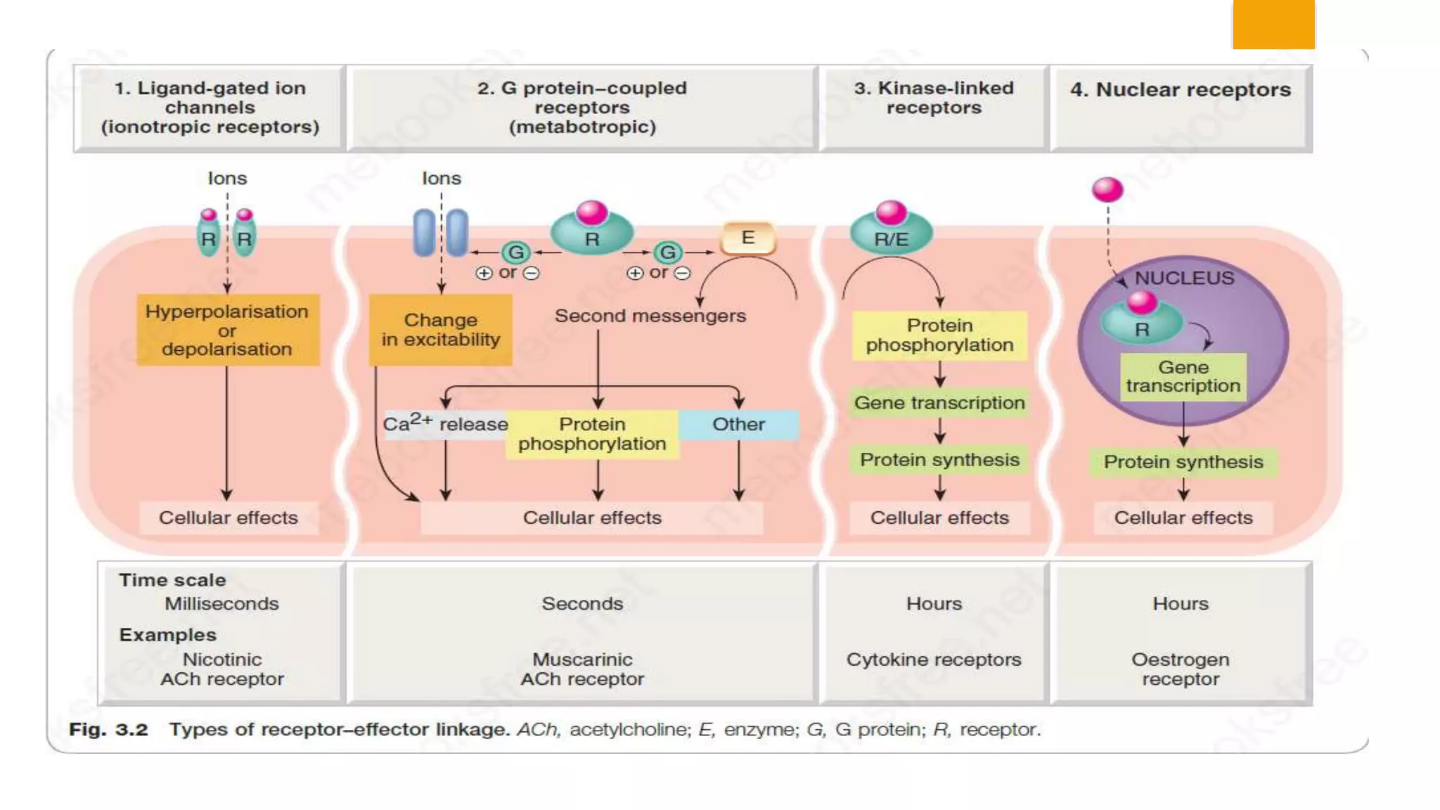 2.DRUG RECEPTORS.pptx