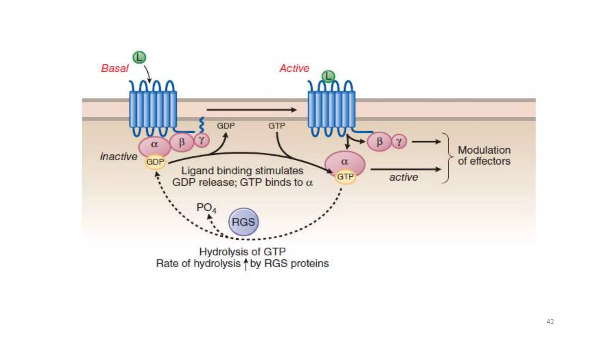 2.DRUG RECEPTORS.pptx