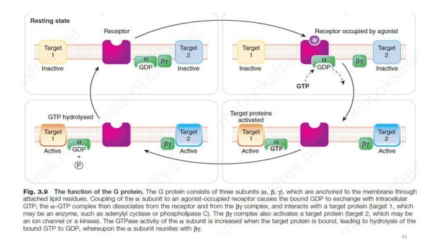 2.DRUG RECEPTORS.pptx